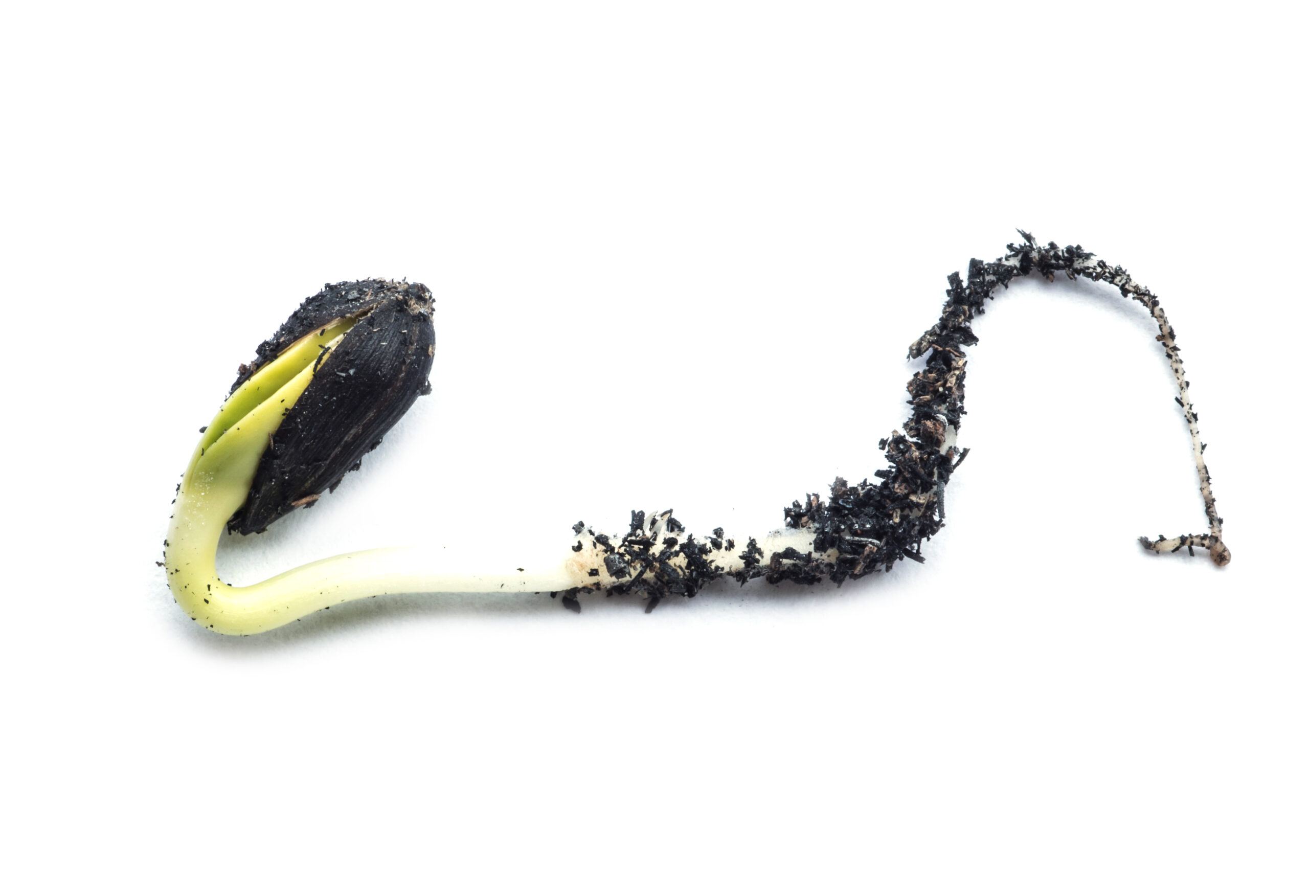 What to Do When Your Avocado Has Sprouted! - Recipes4home