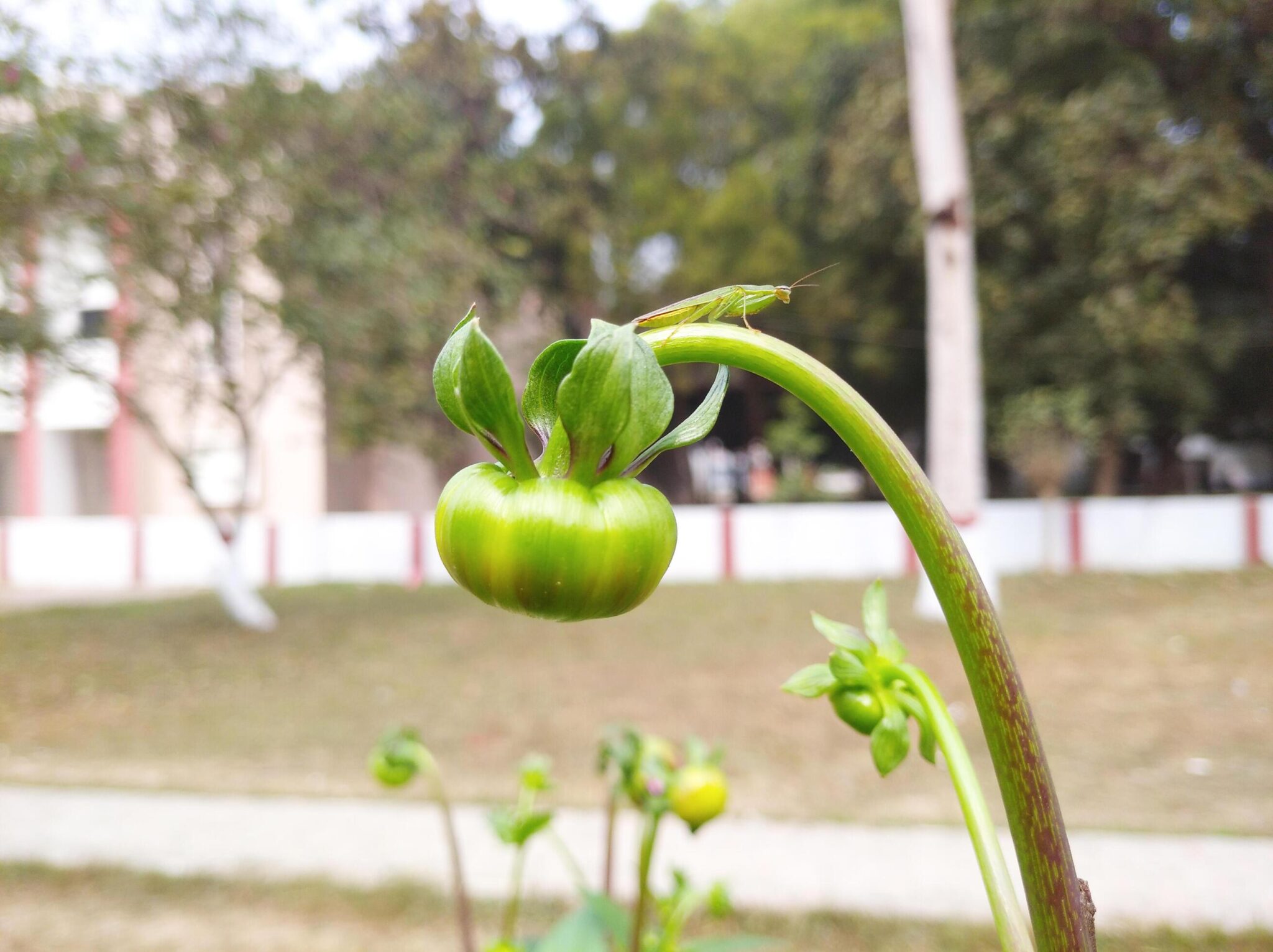 The Pomato Plant: Two Crops, One Plant! - Recipes4home